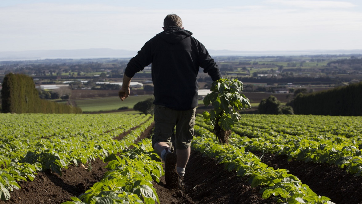 Making it easier to grow vegetables critical for New Zealand - HortNZ ...